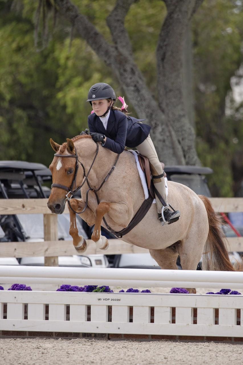 Greymeadows Ginger Snap Welsh Cross