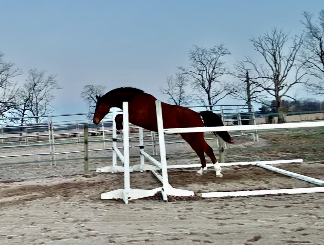 “Rip” Warmblood Hunter