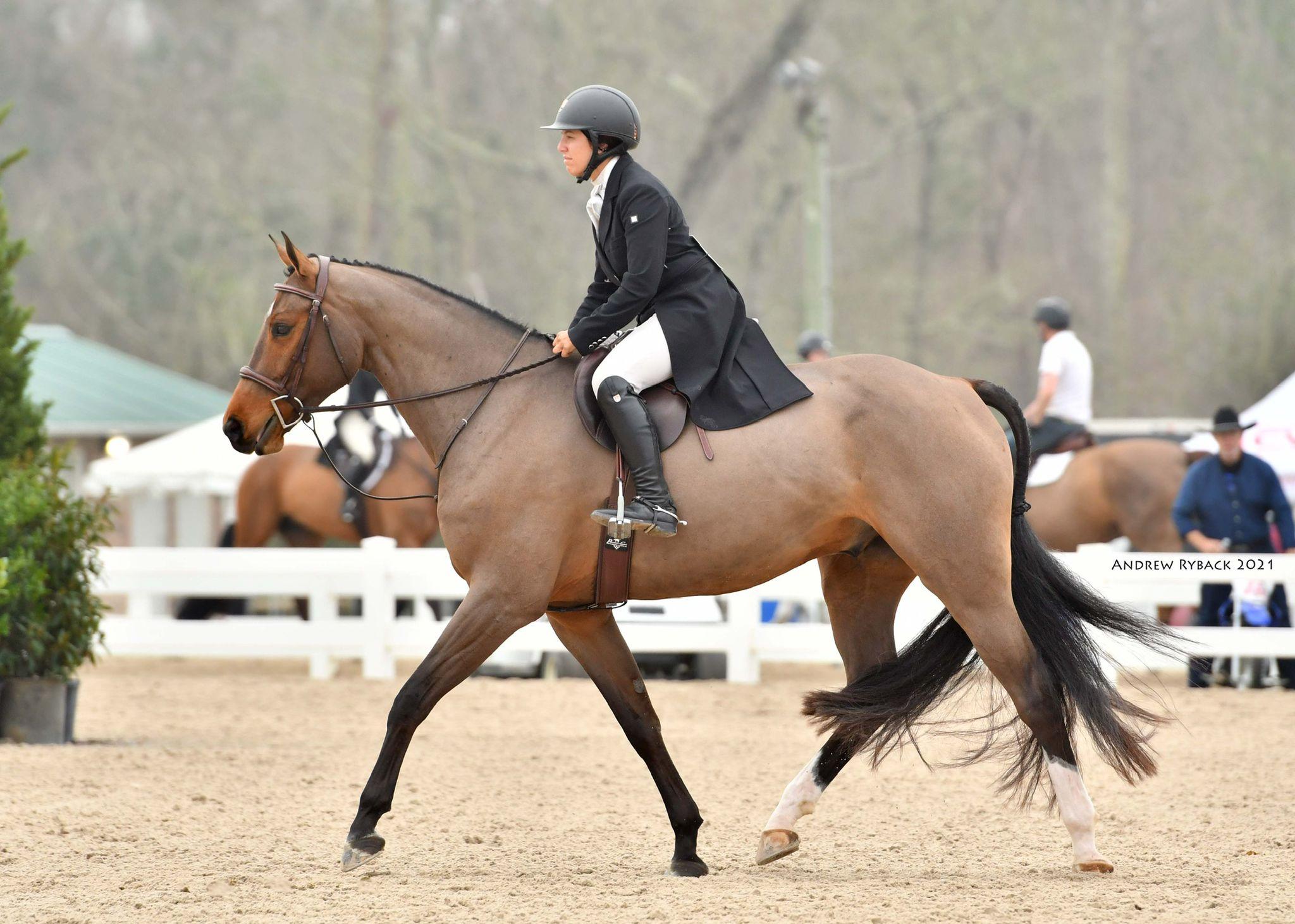 Peregrine Holsteiner Hunter