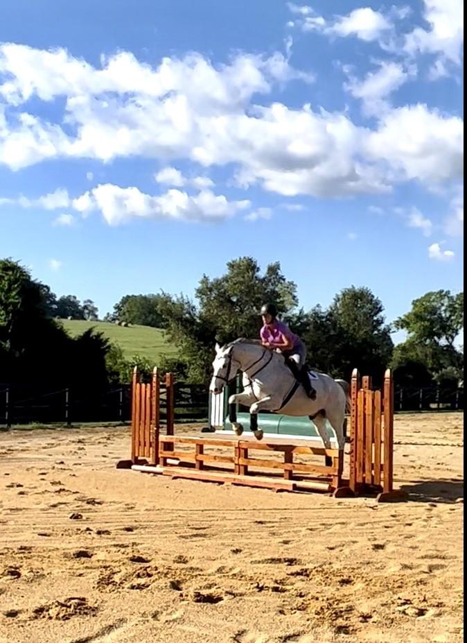 Beaulieu Code Blue Warmblood Hunter