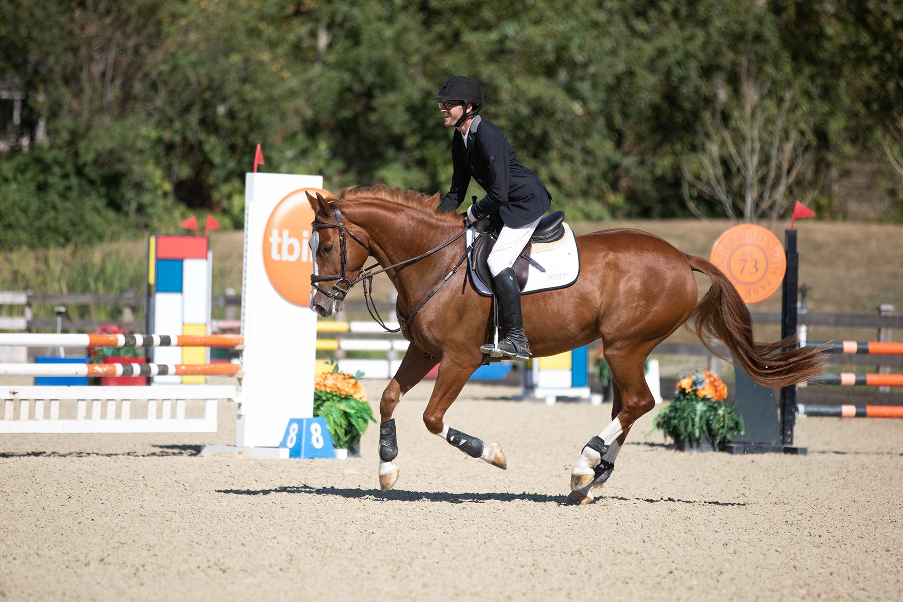 Northon Dutch Warmblood Jumper