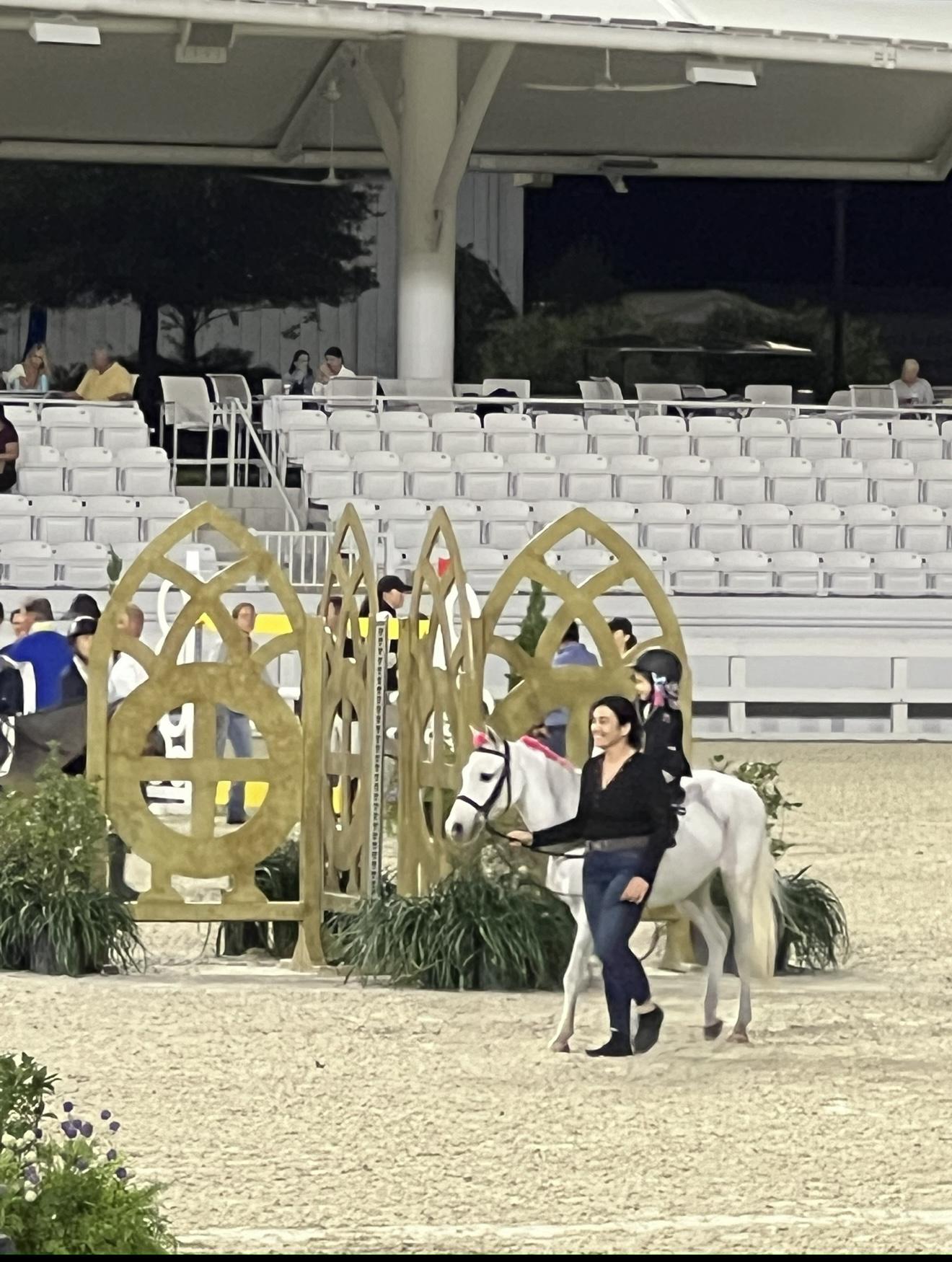 Prince Casper Welsh Pony Hunter