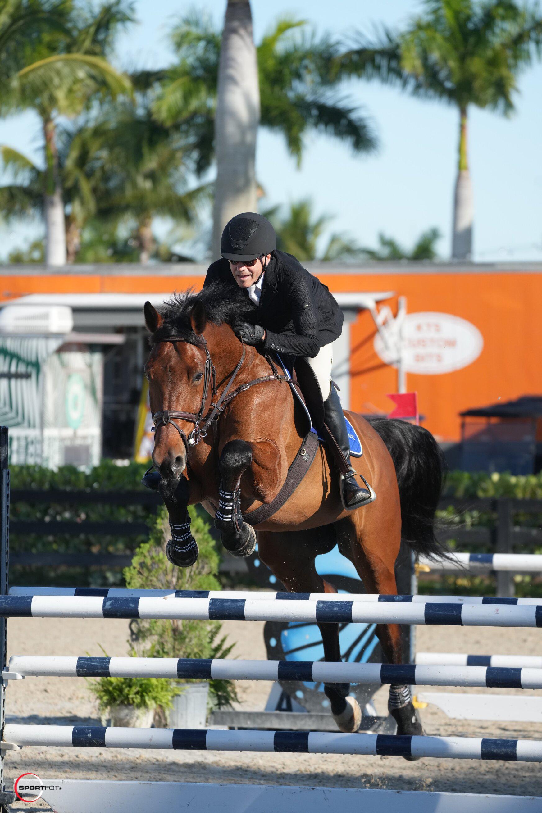 Fidelio Wsh Warmblood Jumper
