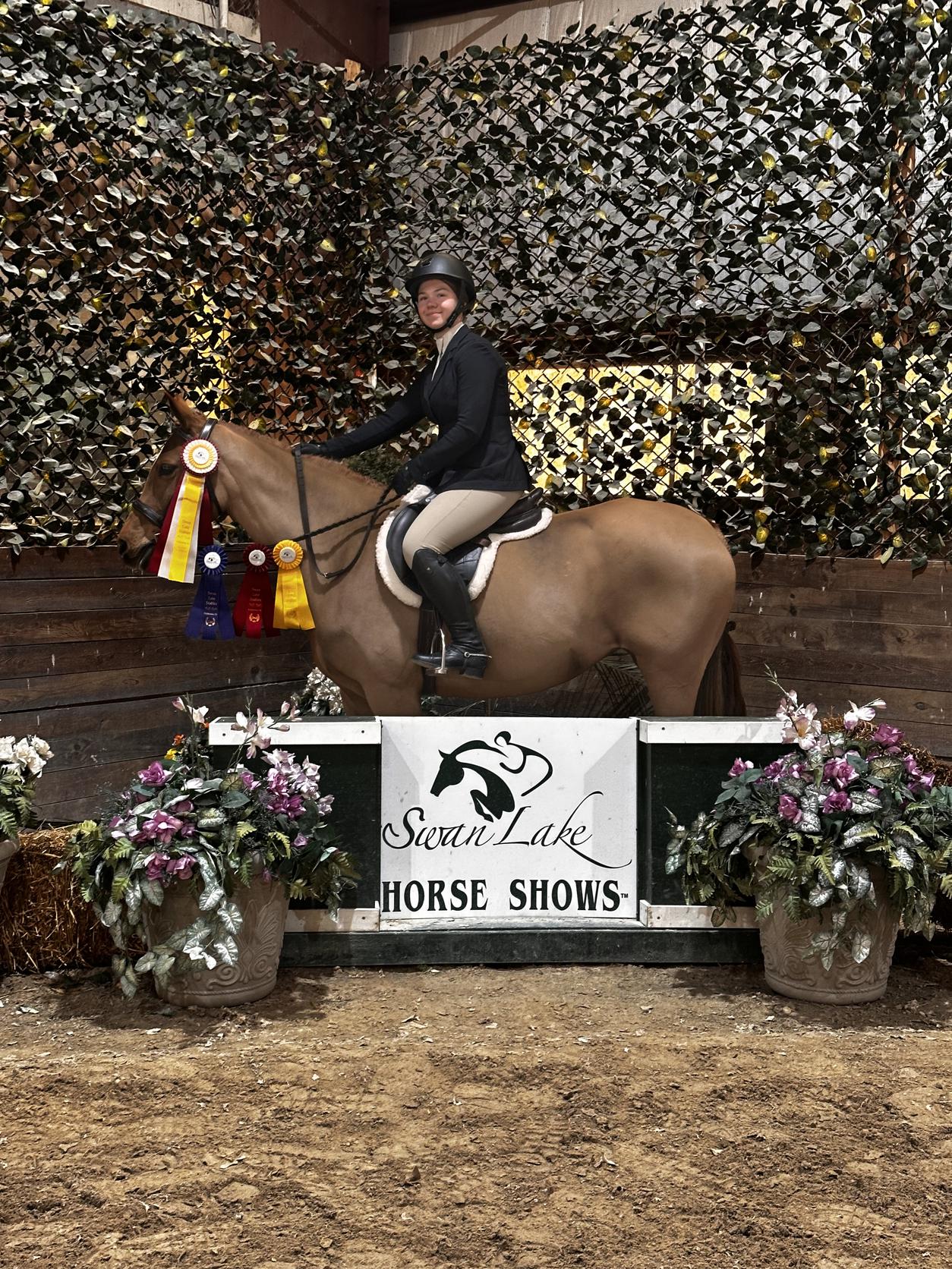 Farnley Fairytale Fiona Welsh Cross Hunter