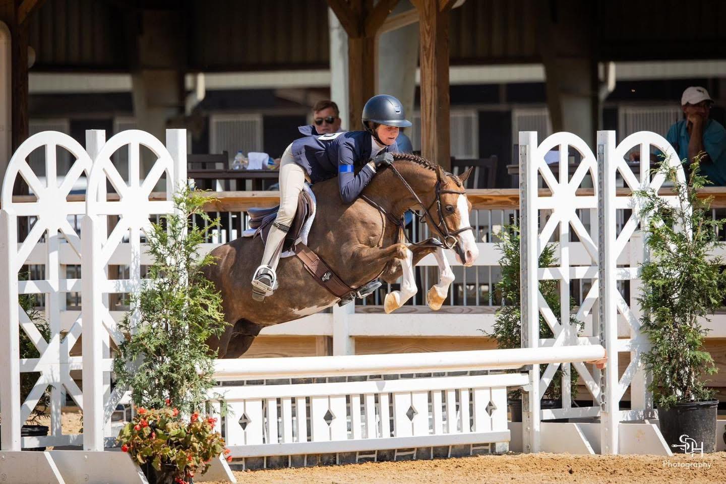 Windhover Triple Crown Welsh Pony Hunter