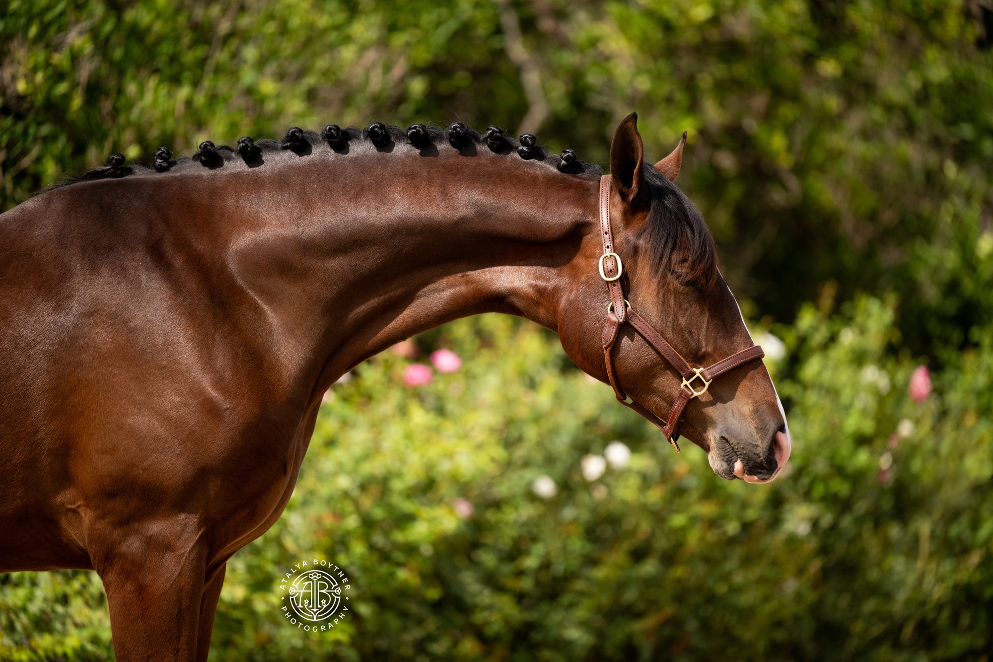Kylo Warmblood Hunter