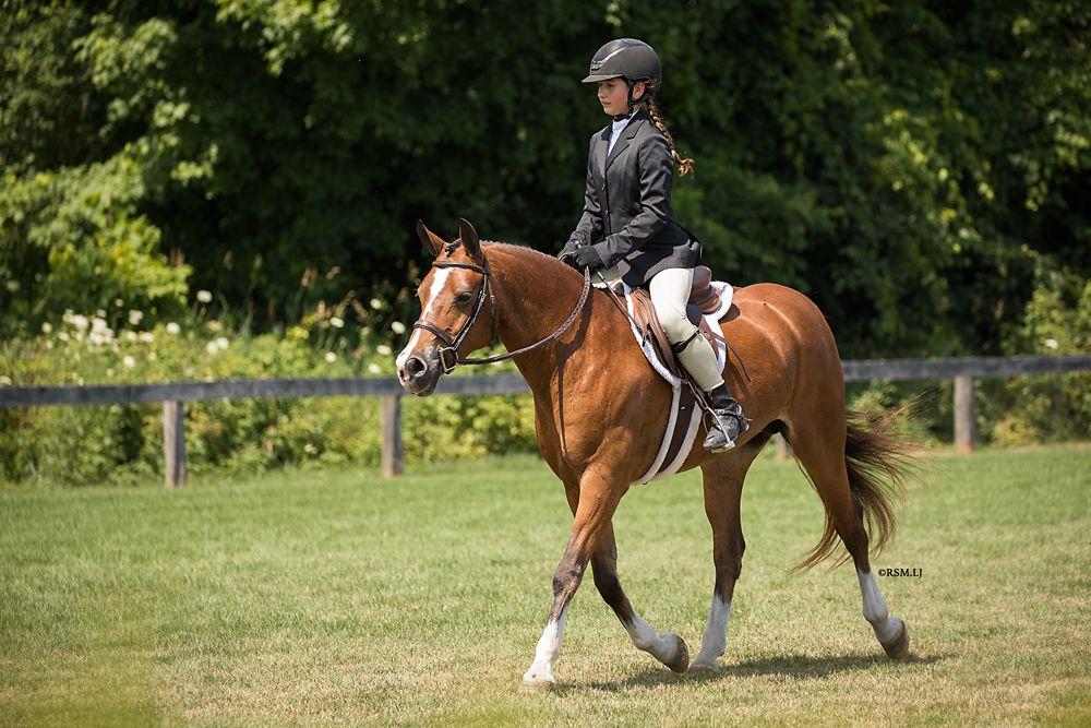 Made You Look Welsh Cob Hunter