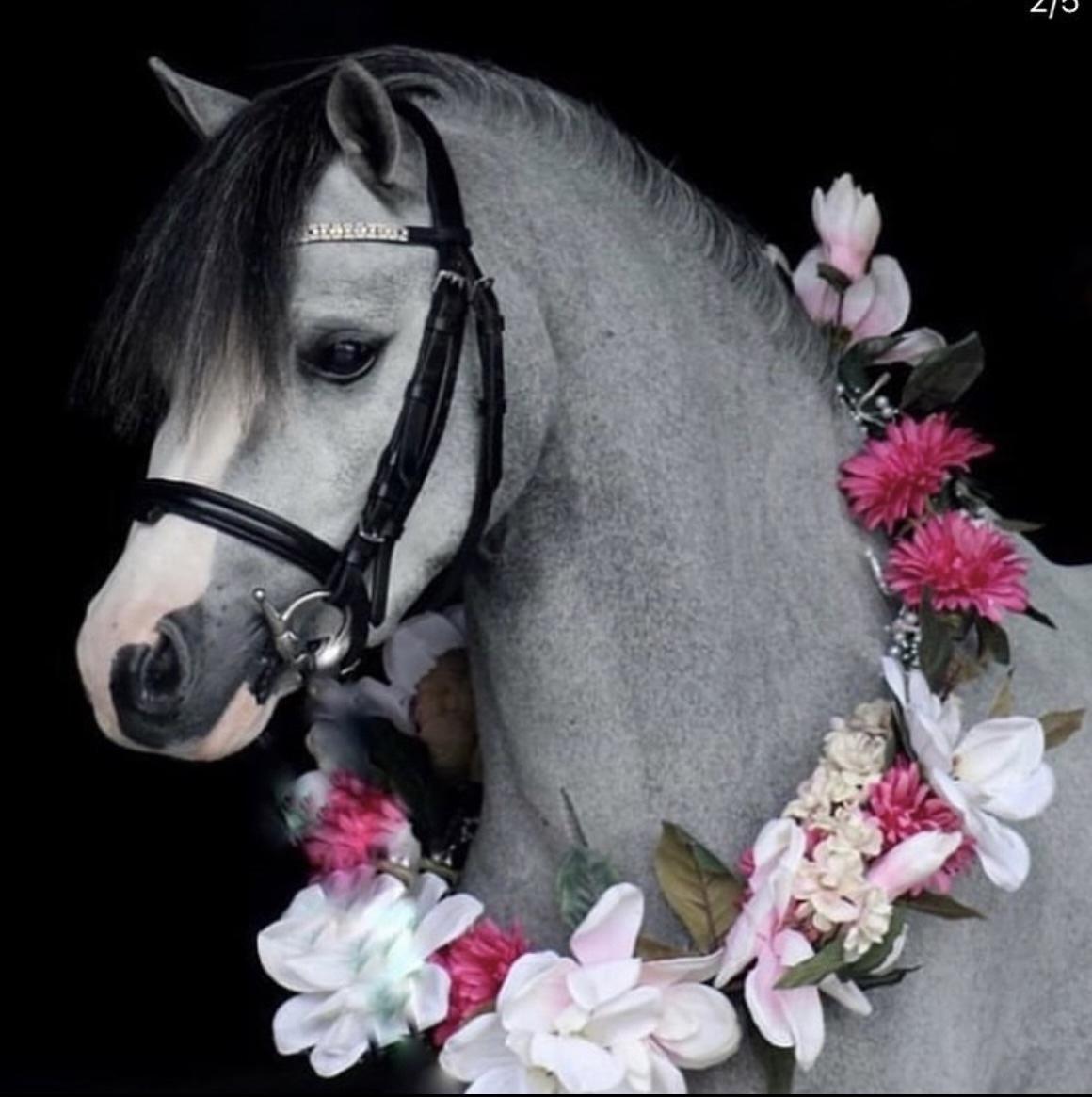 Captain Oats Welsh Pony Hunter