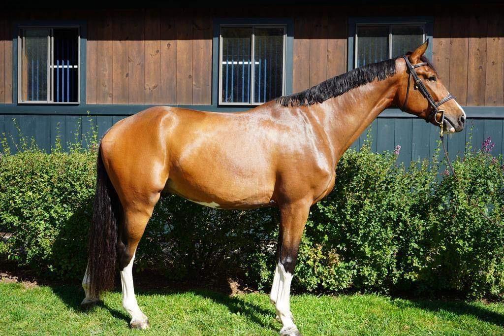 West Wing Dutch Warmblood Jumper