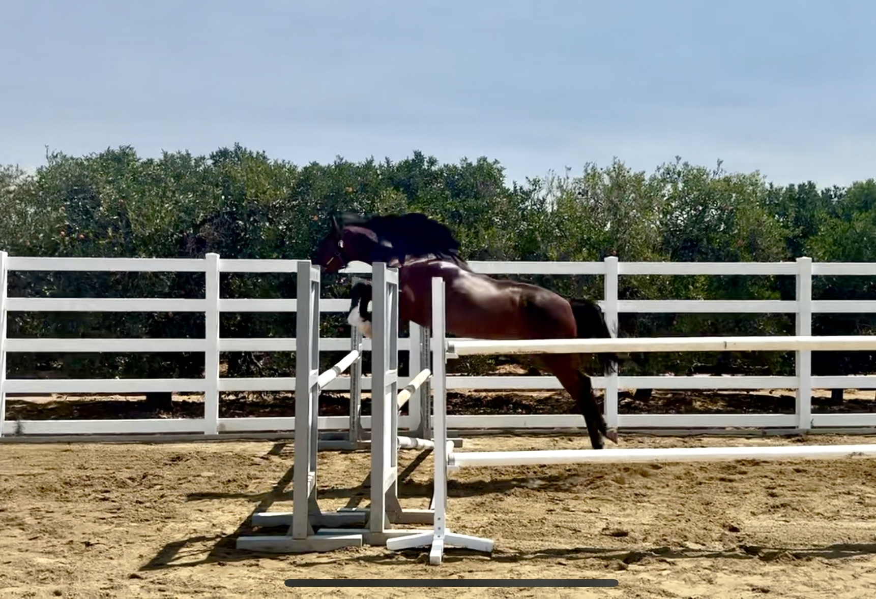 Kylo Warmblood