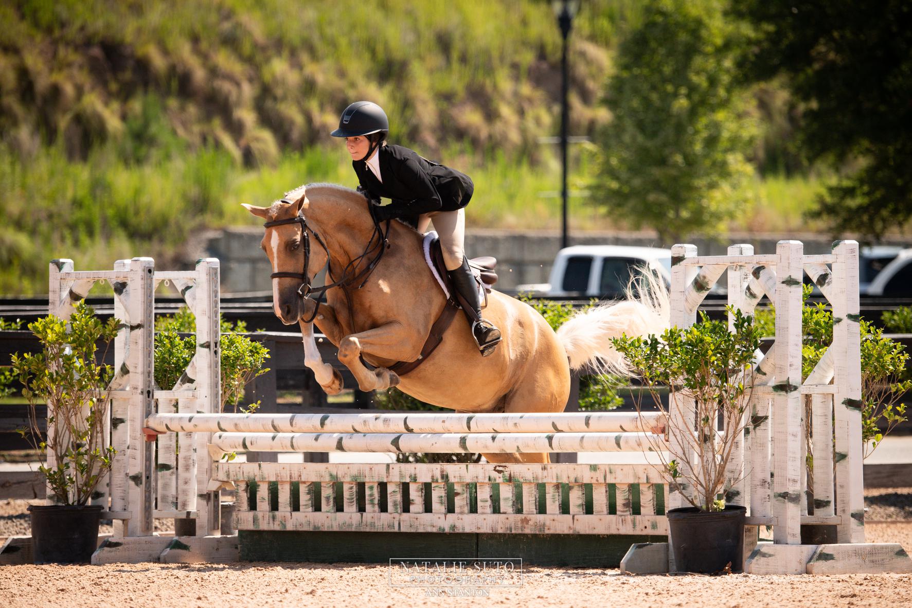 Opie German Riding Pony