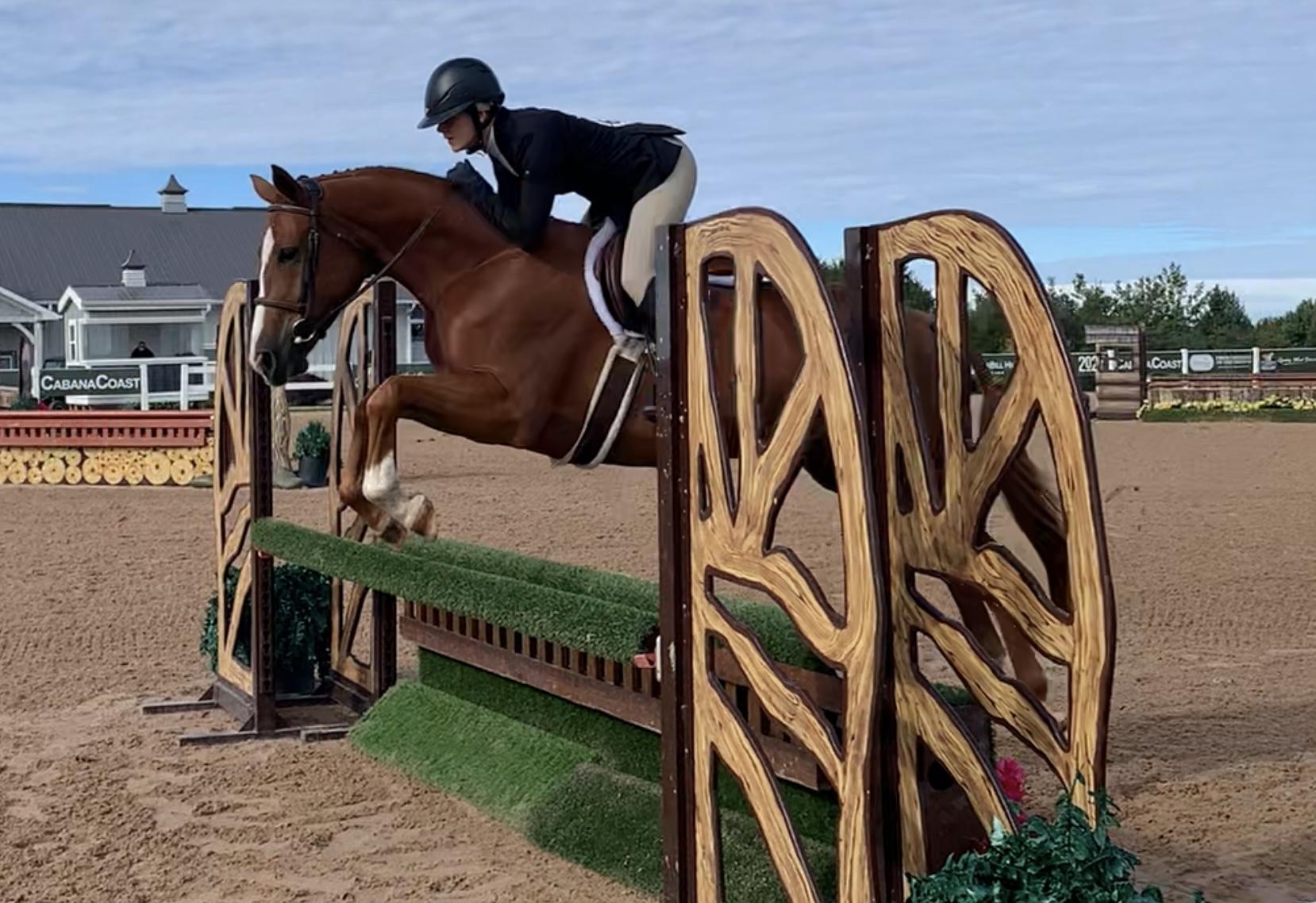Arya Rose Warmblood Hunter