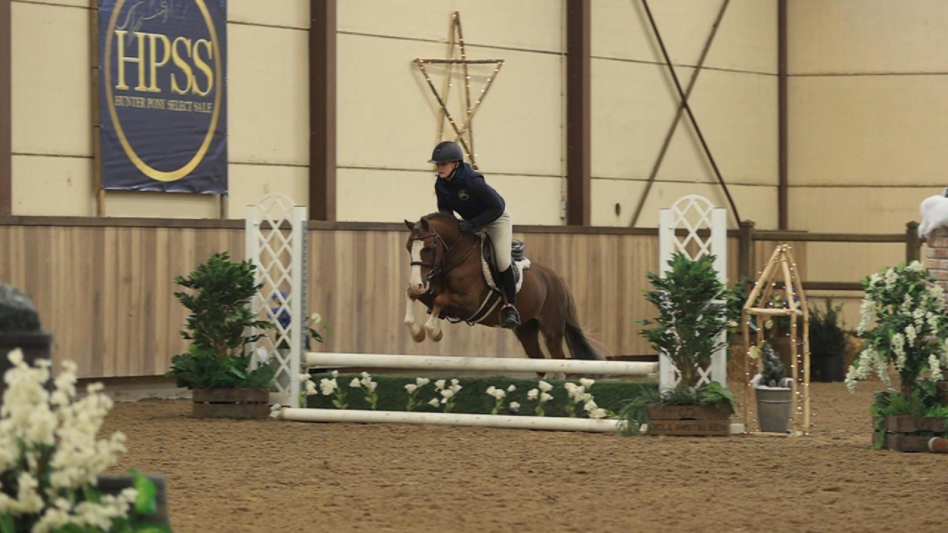 Apache Other Breed Hunter