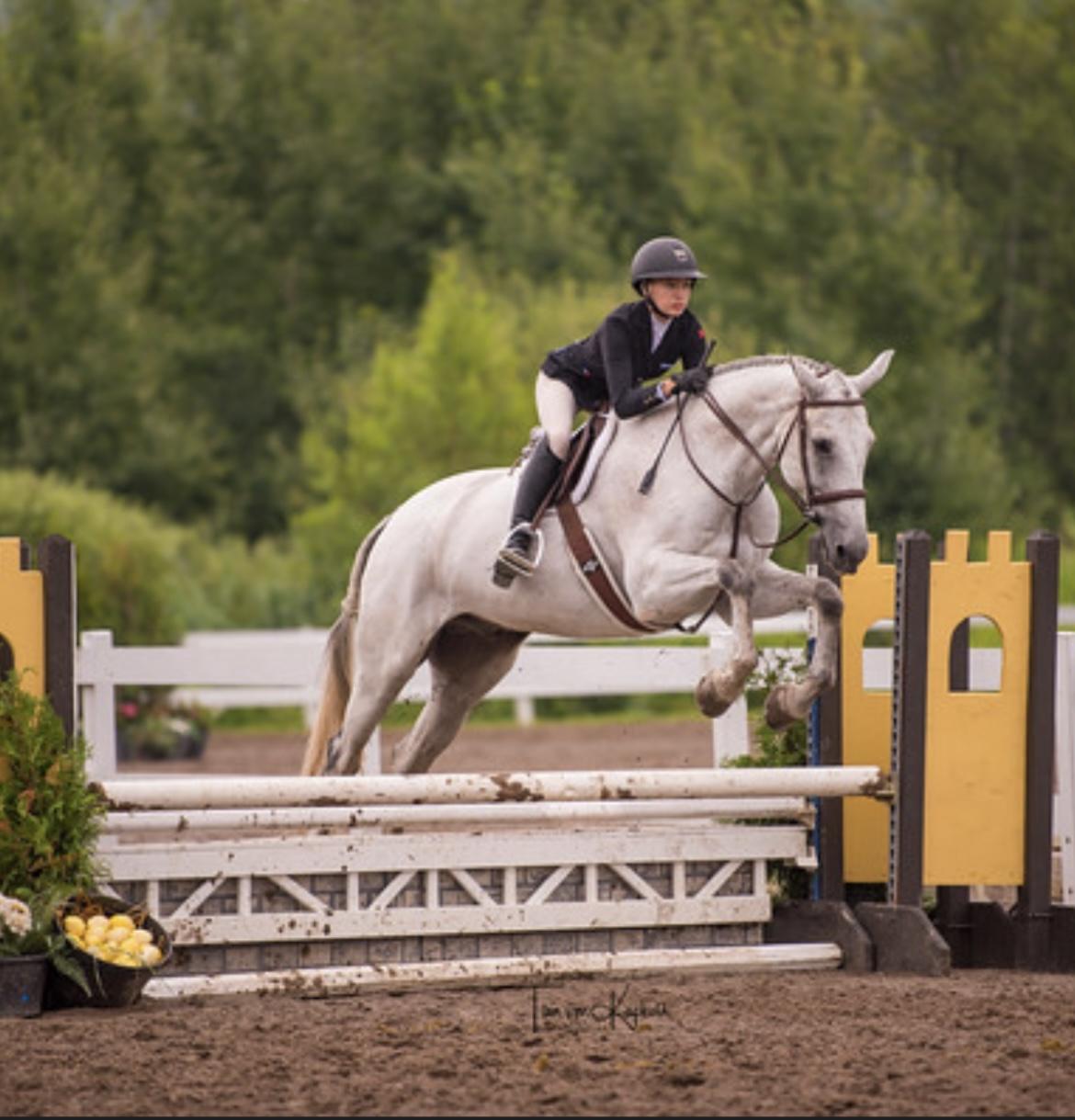AKROBART MHS Hanoverian Hunter
