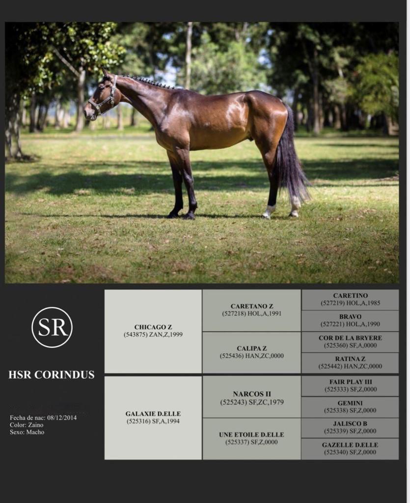 HSR Corindus Warmblood Hunter