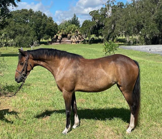 Sparkle Murphey Welsh Cross Hunter