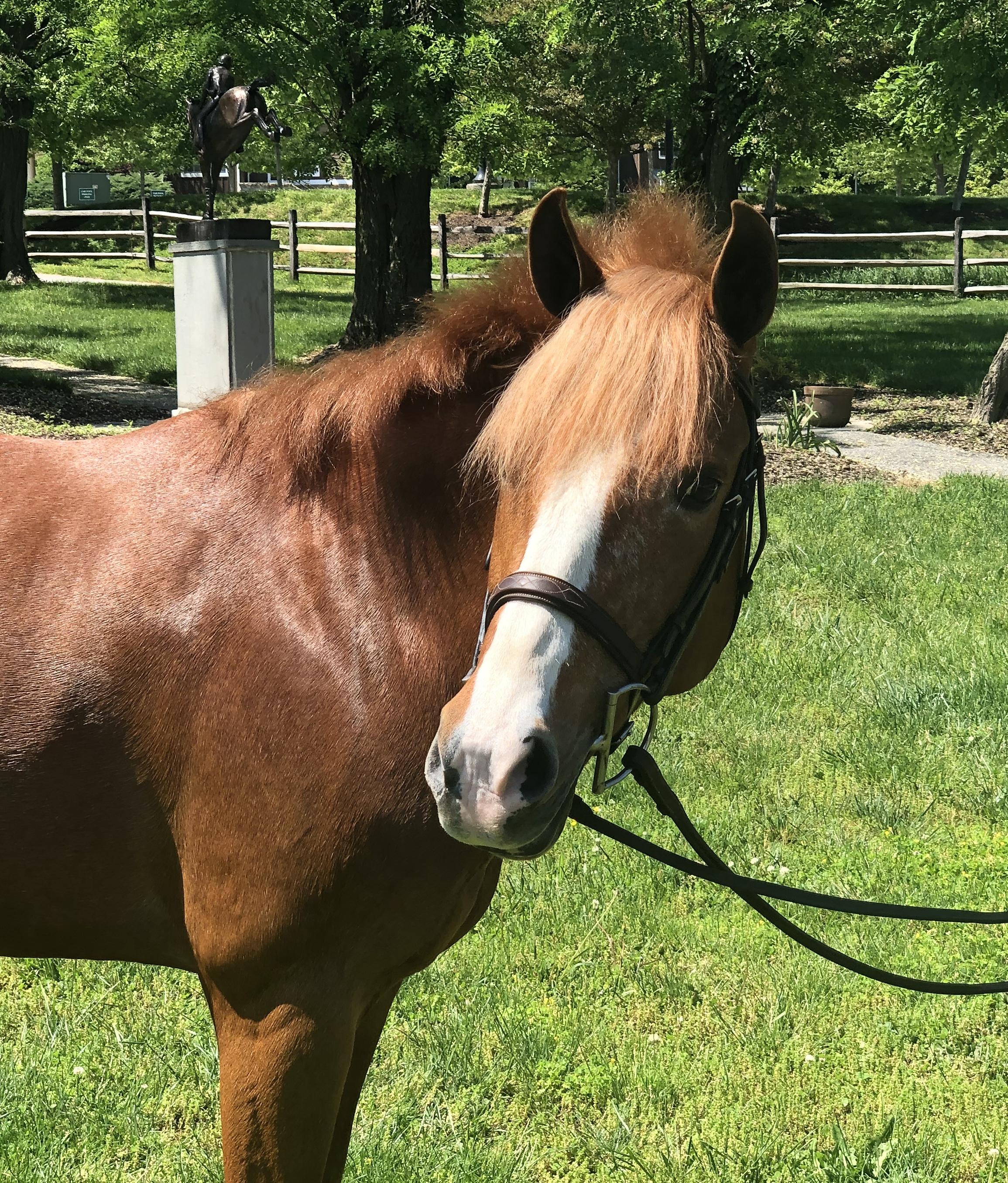 Tydwell Brynn Welsh Cross Hunter