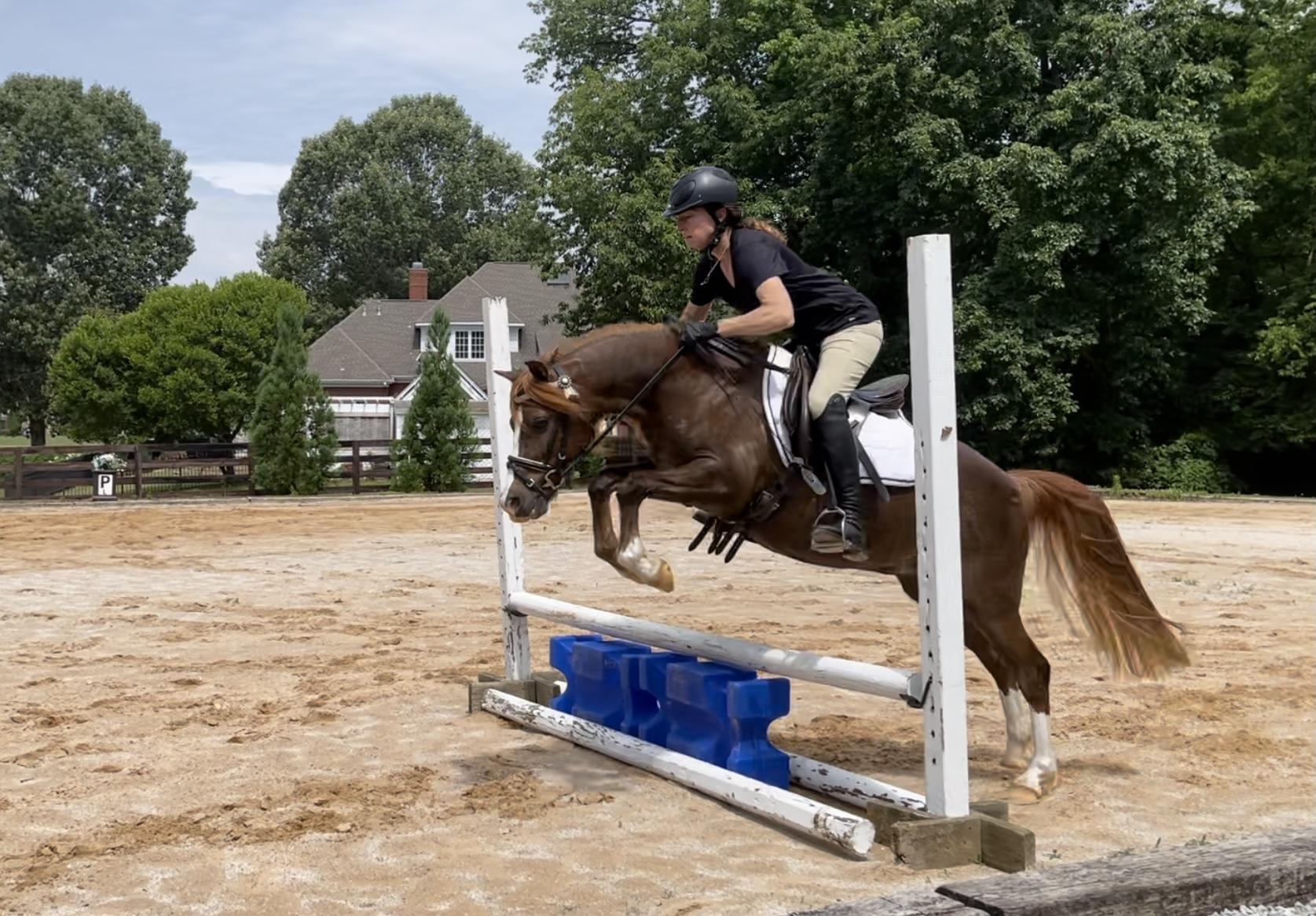 Wee Farms Over Easy (Theo) Welsh Pony Hunter