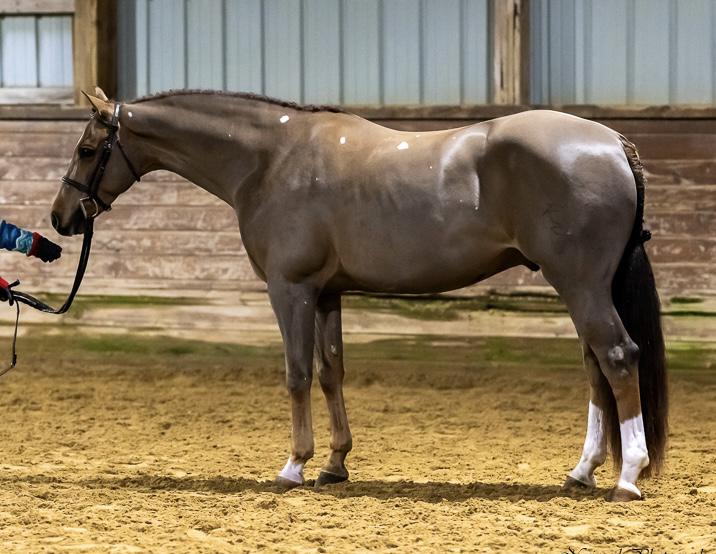 He's So Fine German Riding Pony Hunter