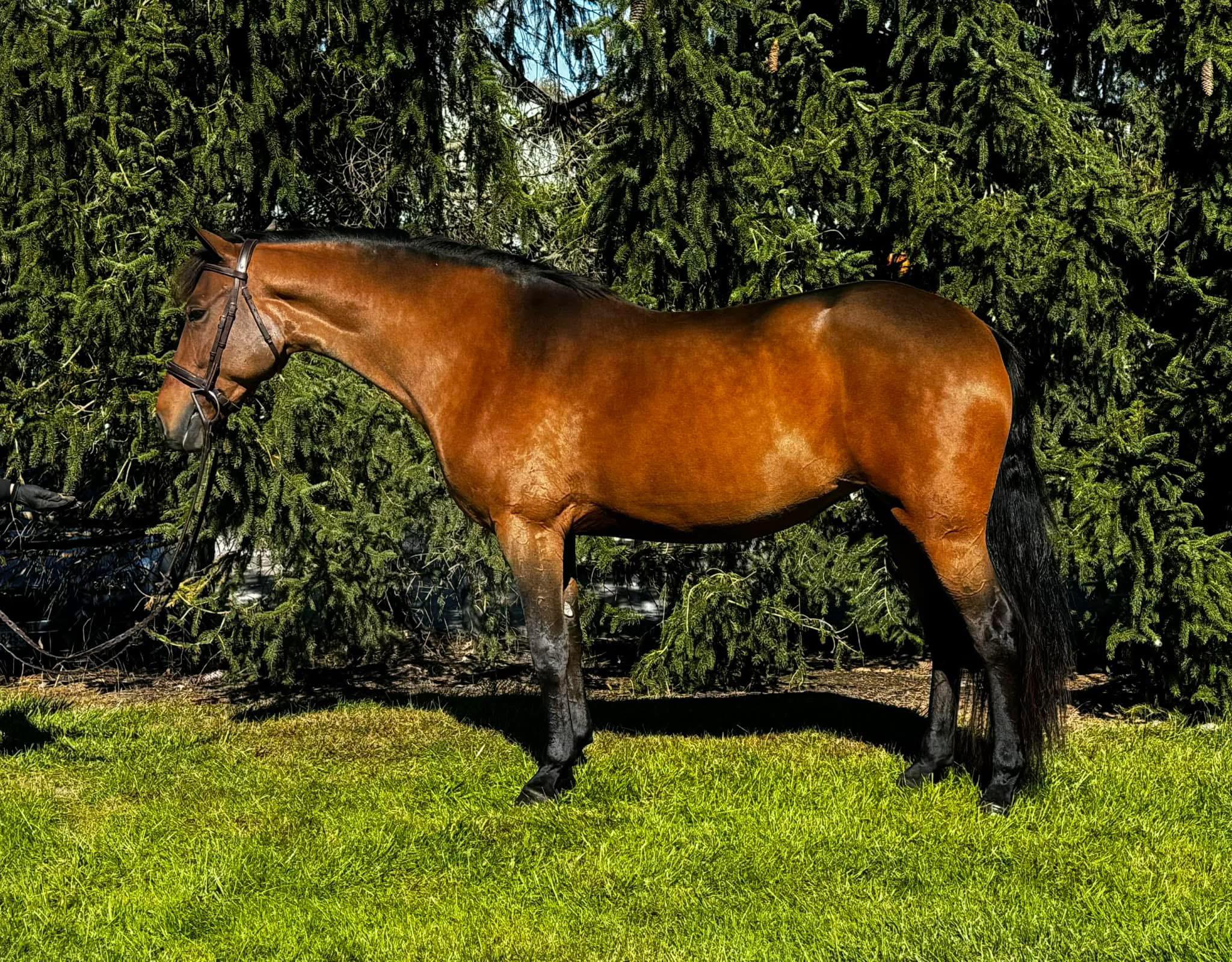 Lyra Welsh Cross Hunter