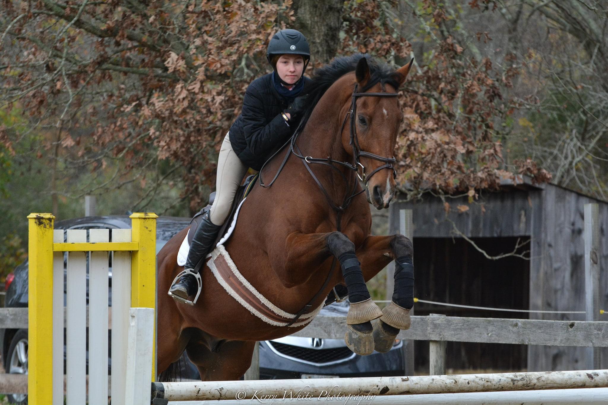 Bogart Warmblood Cross Jumper
