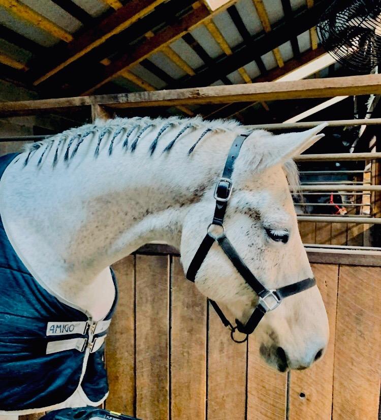 Beaulieu Code Blue Warmblood Hunter