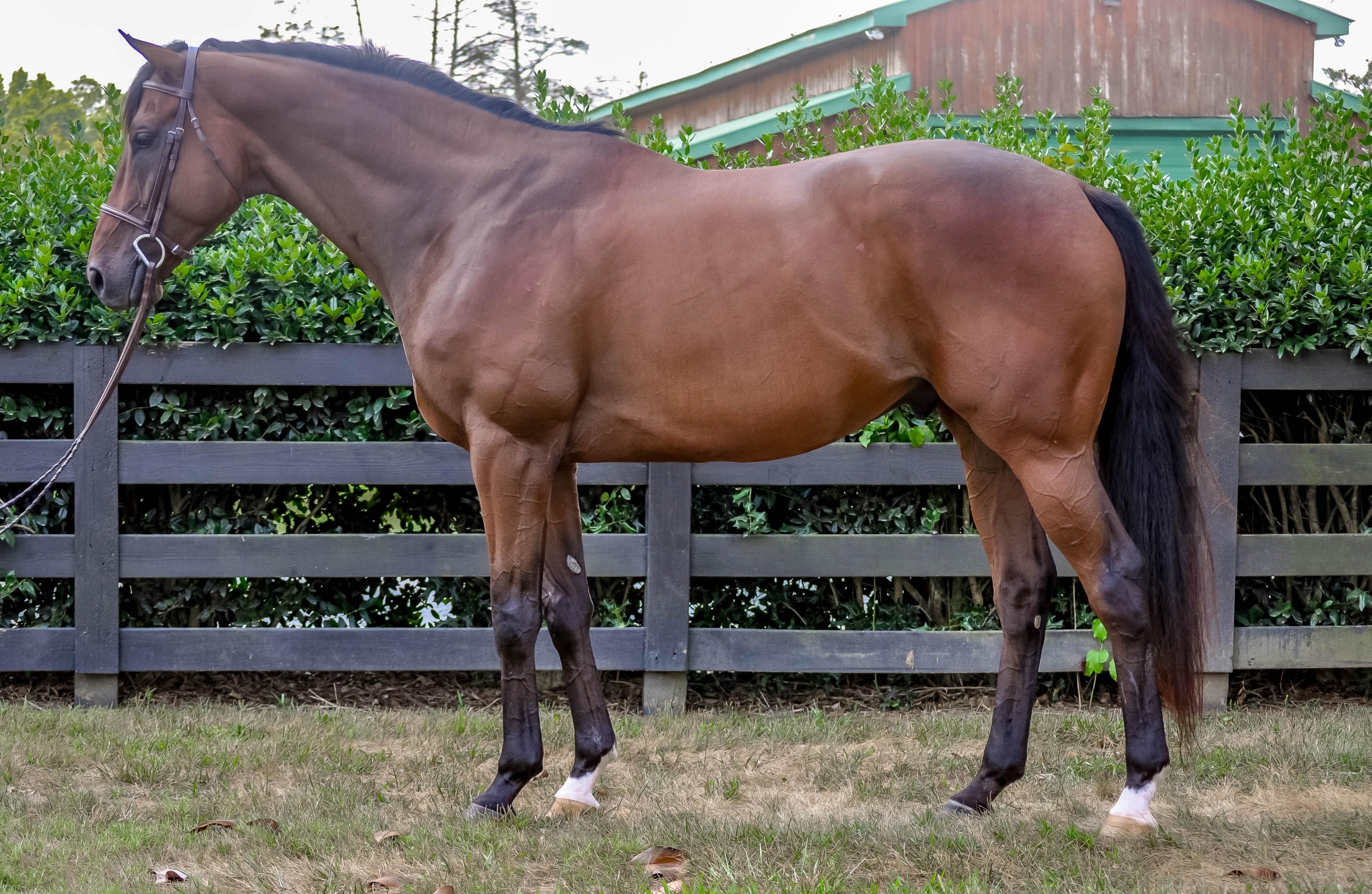 Findley Isle TB Hunter