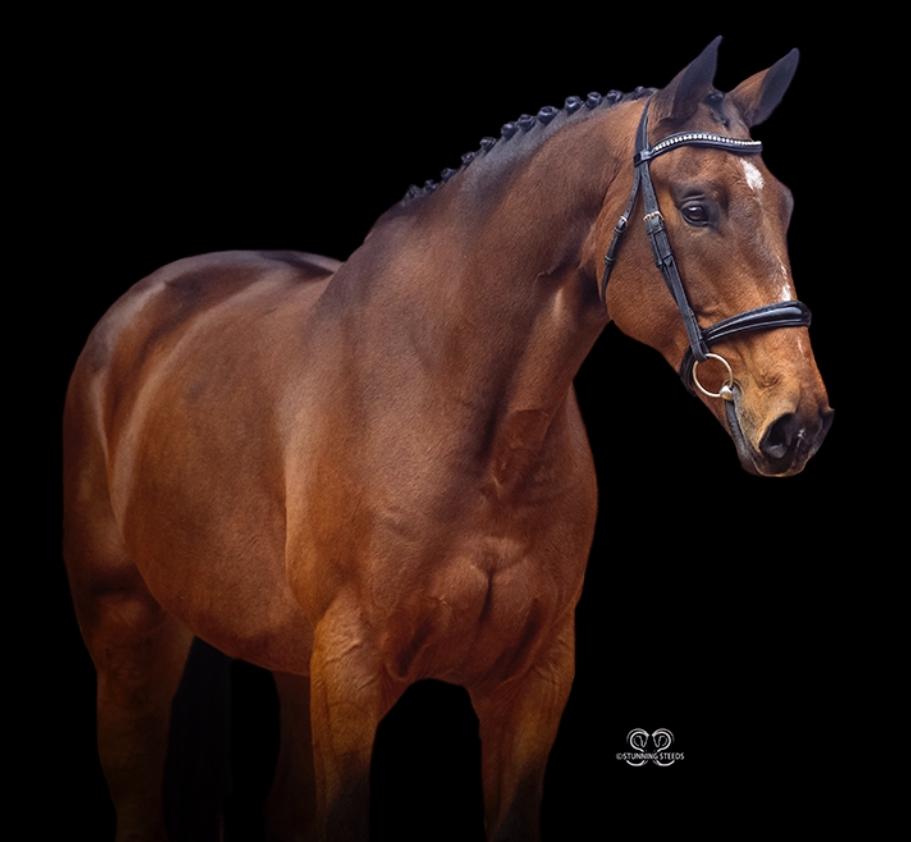 Glandore Bay Irish Sport Horse Hunter