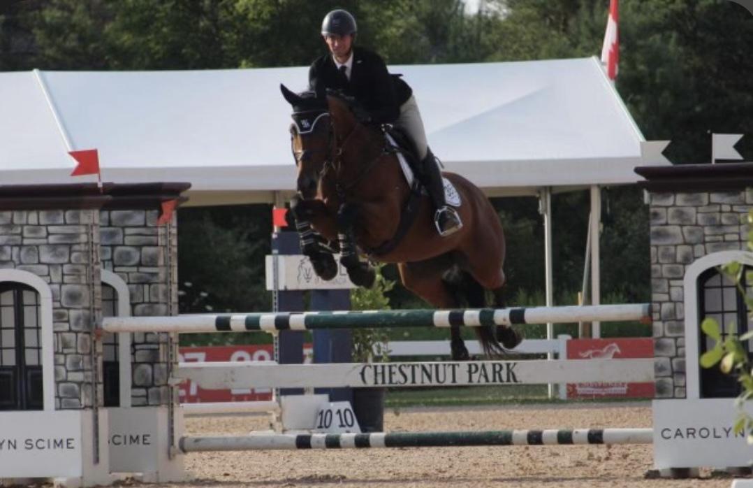 Wren B Canadian Warmblood Jumper