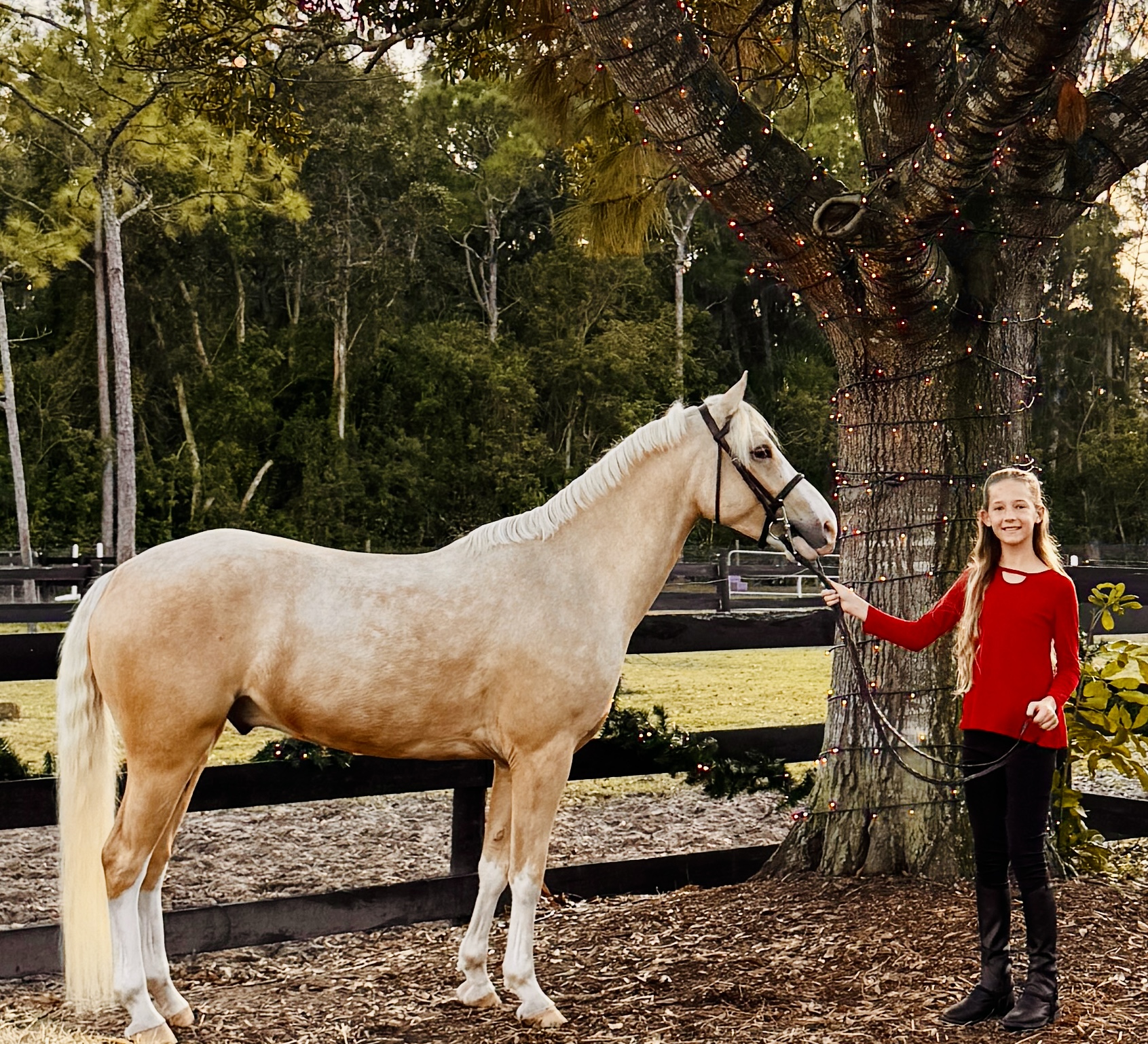 Etched in Gold American Sport Pony Hunter