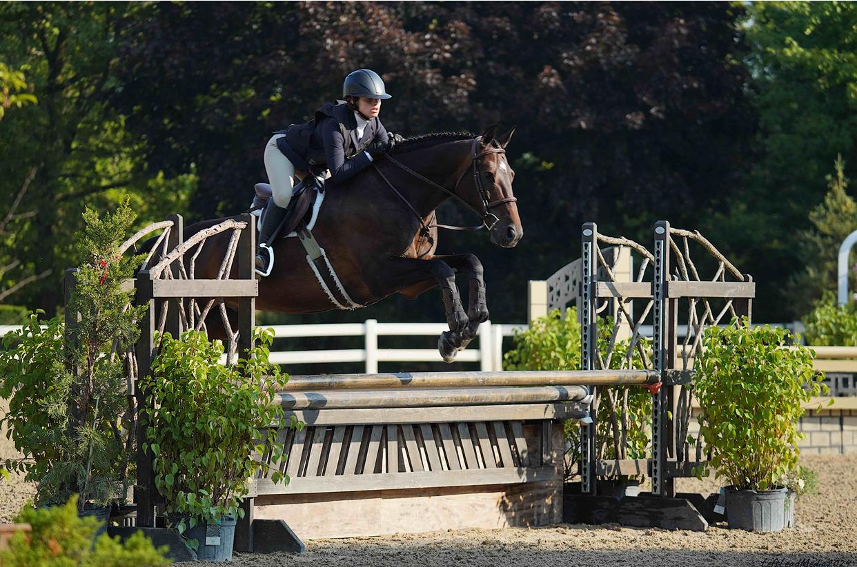 Chocolate Sunday Dutch Warmblood