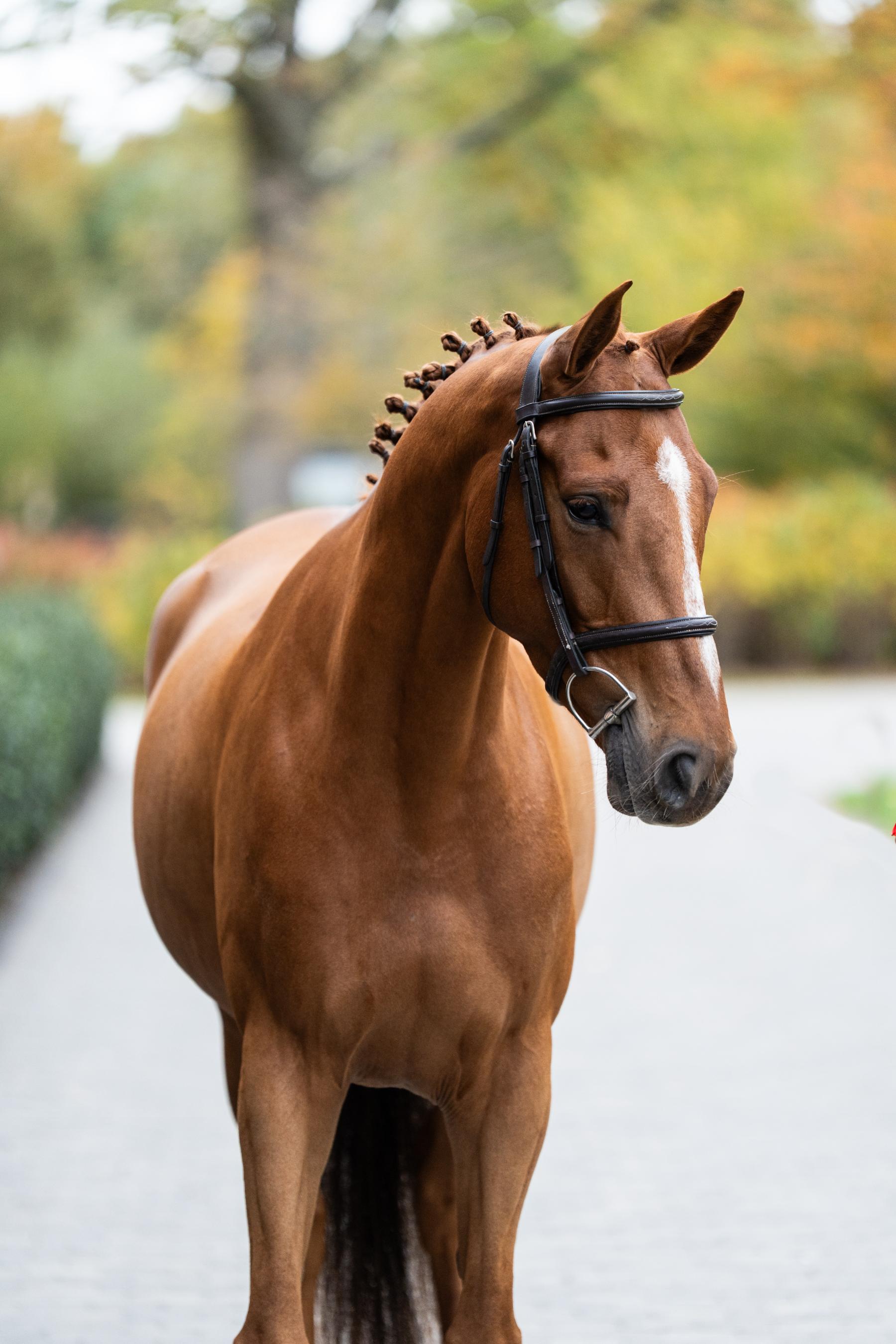 Taste of Darry Lou Zangersheide Hunter