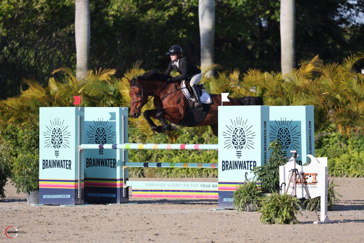 Fidelio Wsh Warmblood Jumper