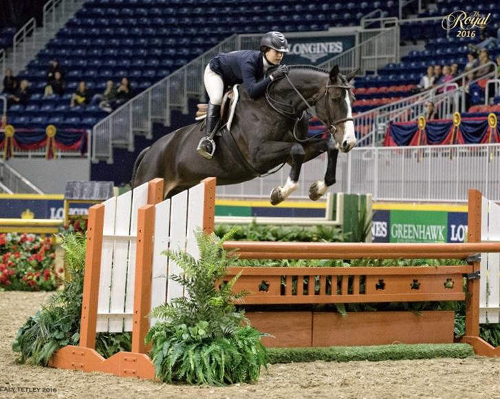 Excellent Balou Dutch Warmblood Equitation