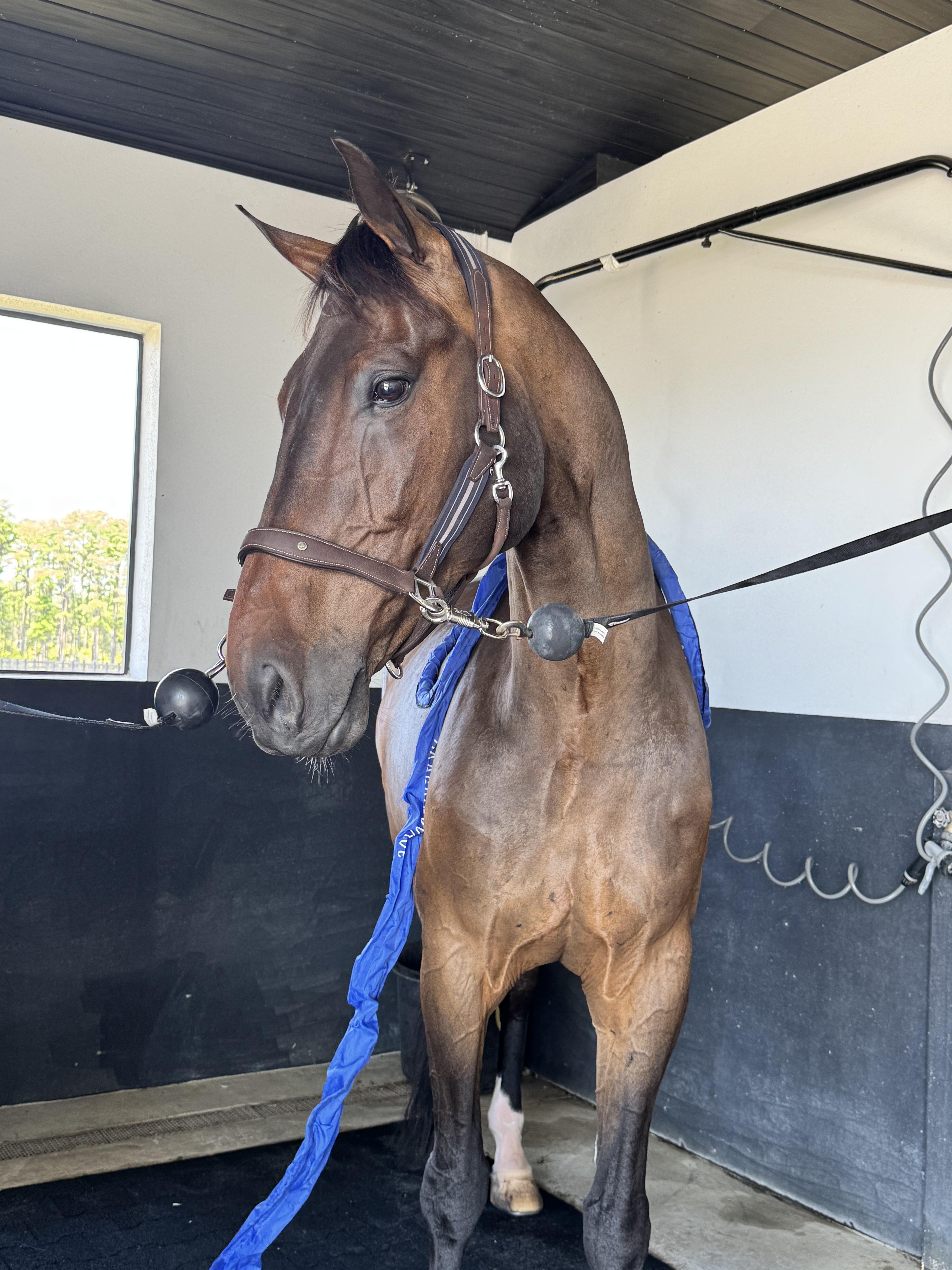 HSR Corindus Warmblood Hunter