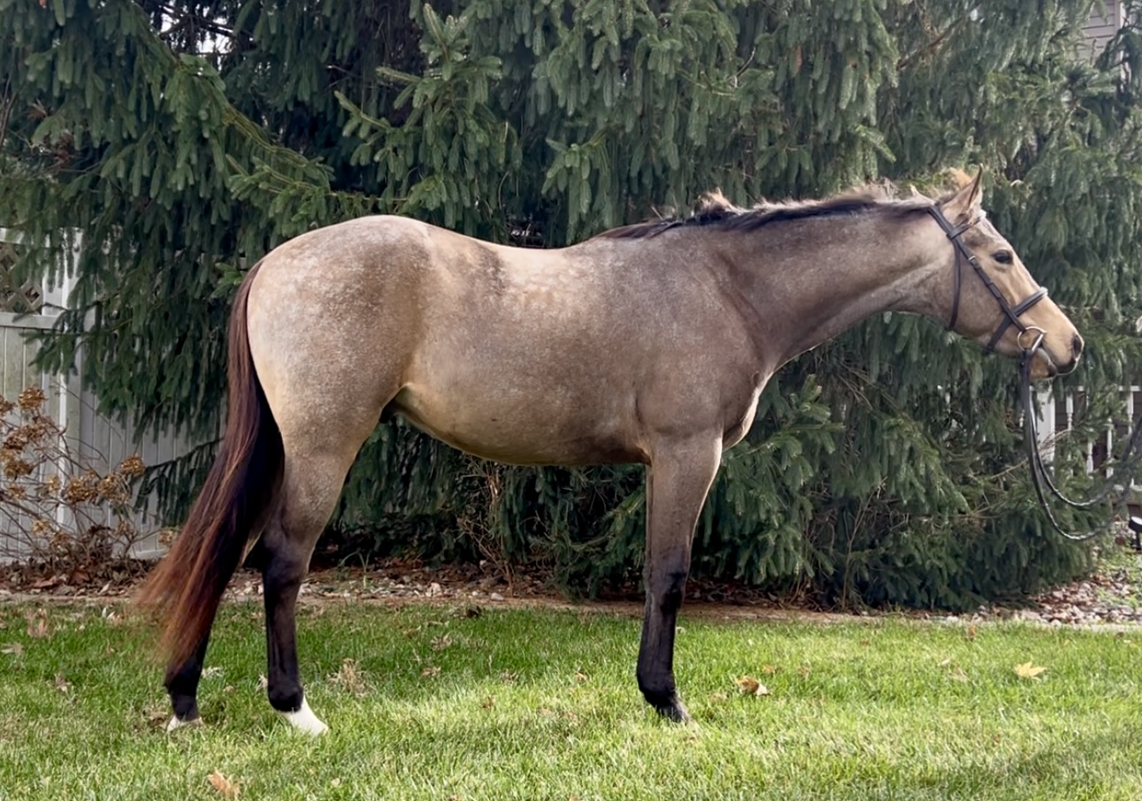 VS Pinocchio Quarter Pony