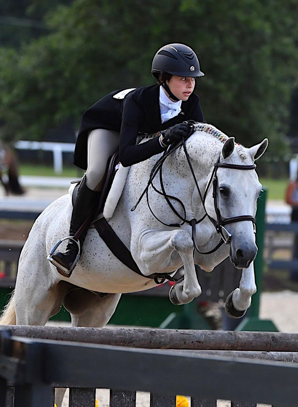 Greymeadows Charleston Welsh Cross Hunter