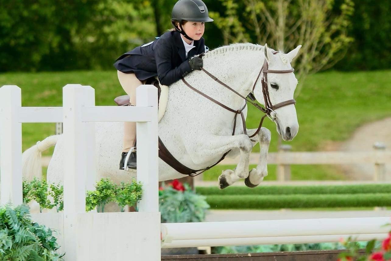 Rosewin Northern Lights Welsh Pony Hunter