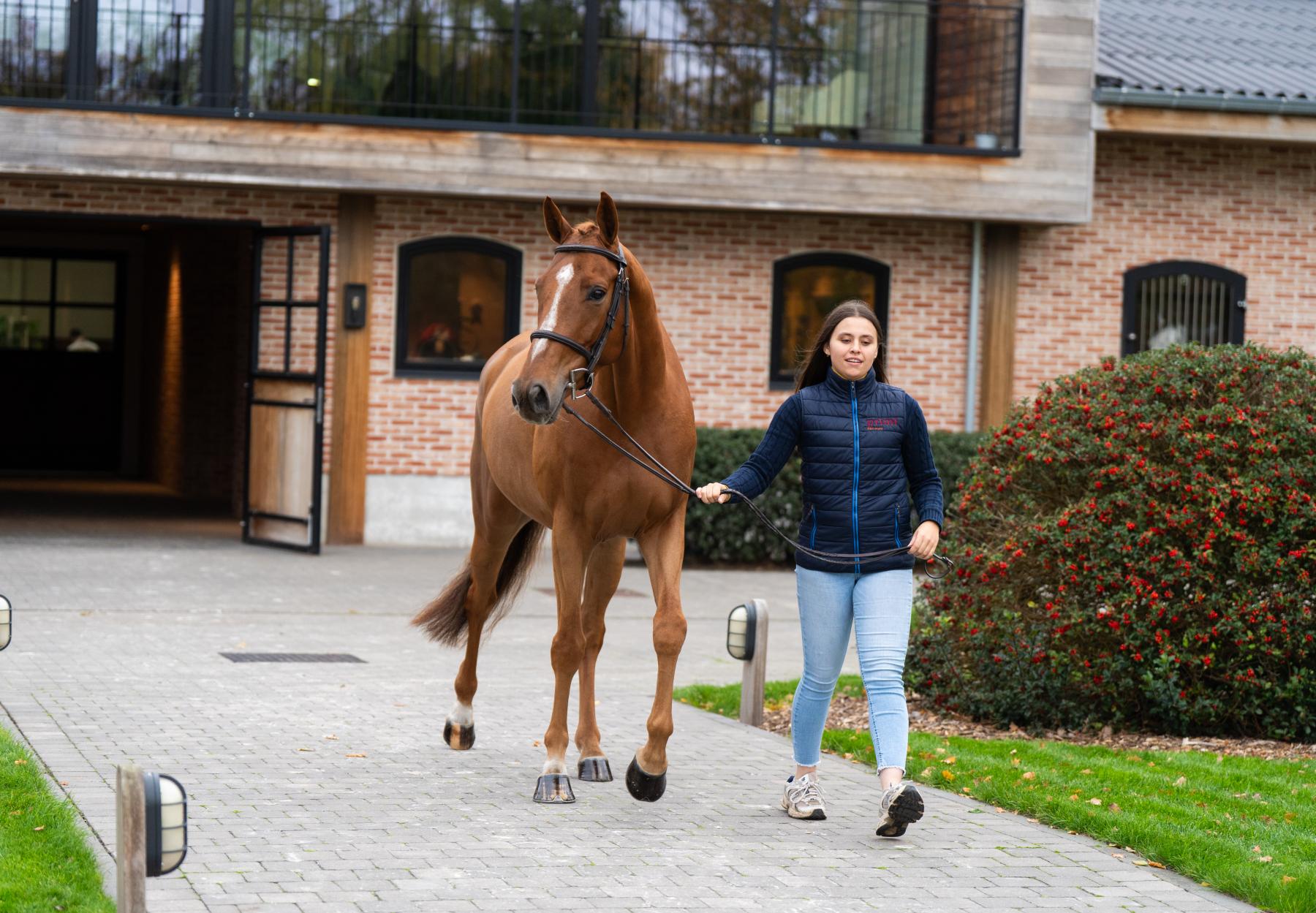 Taste of Darry Lou Zangersheide Hunter