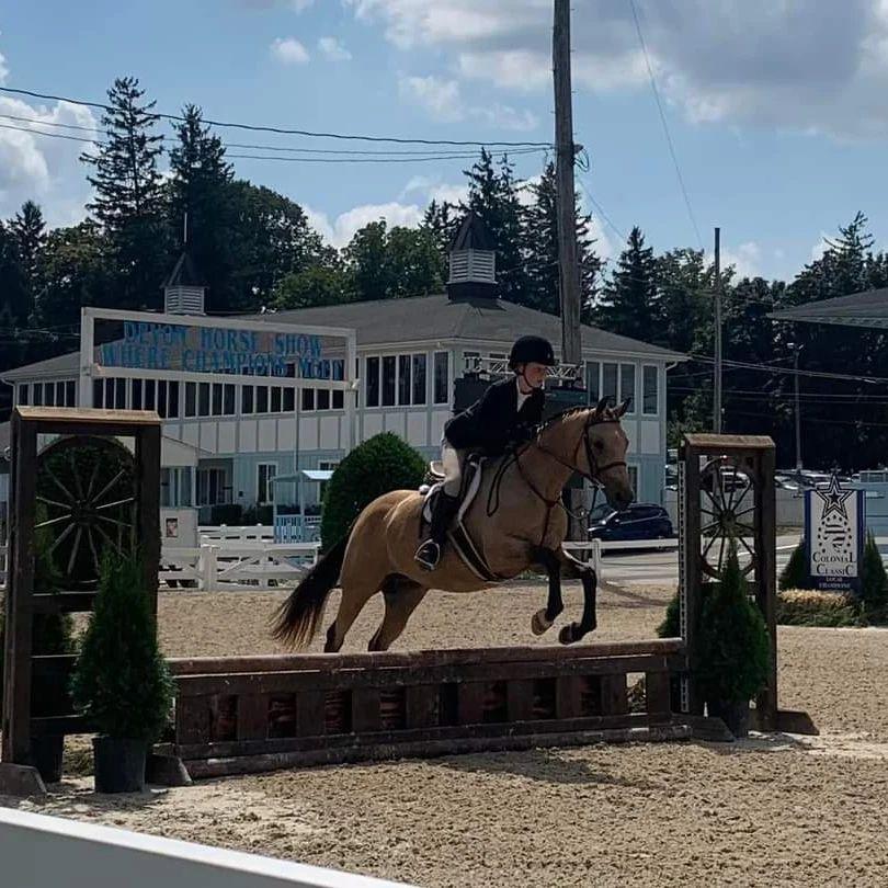 Hollywood Halo Other Breed Hunter