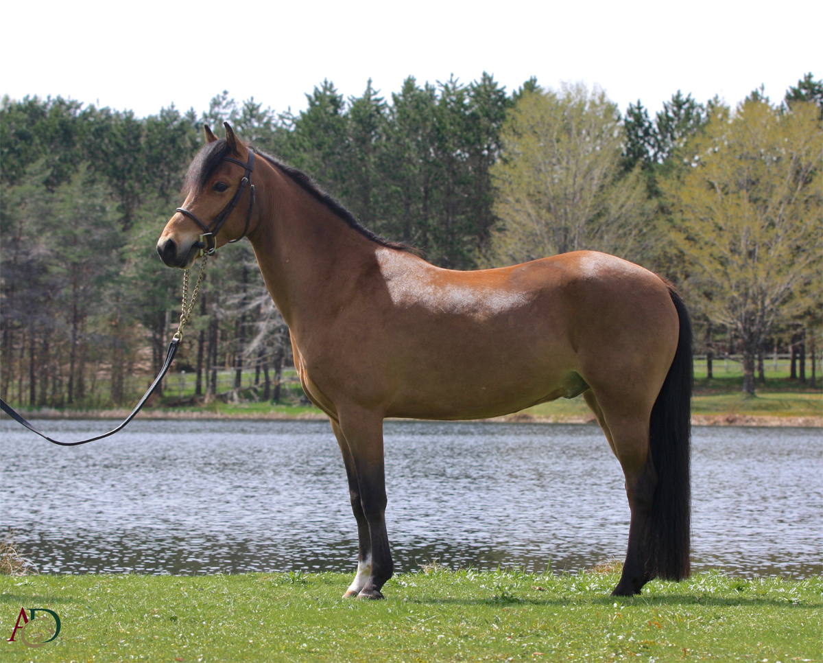 Heaven's On Fire American Sport Pony Hunter