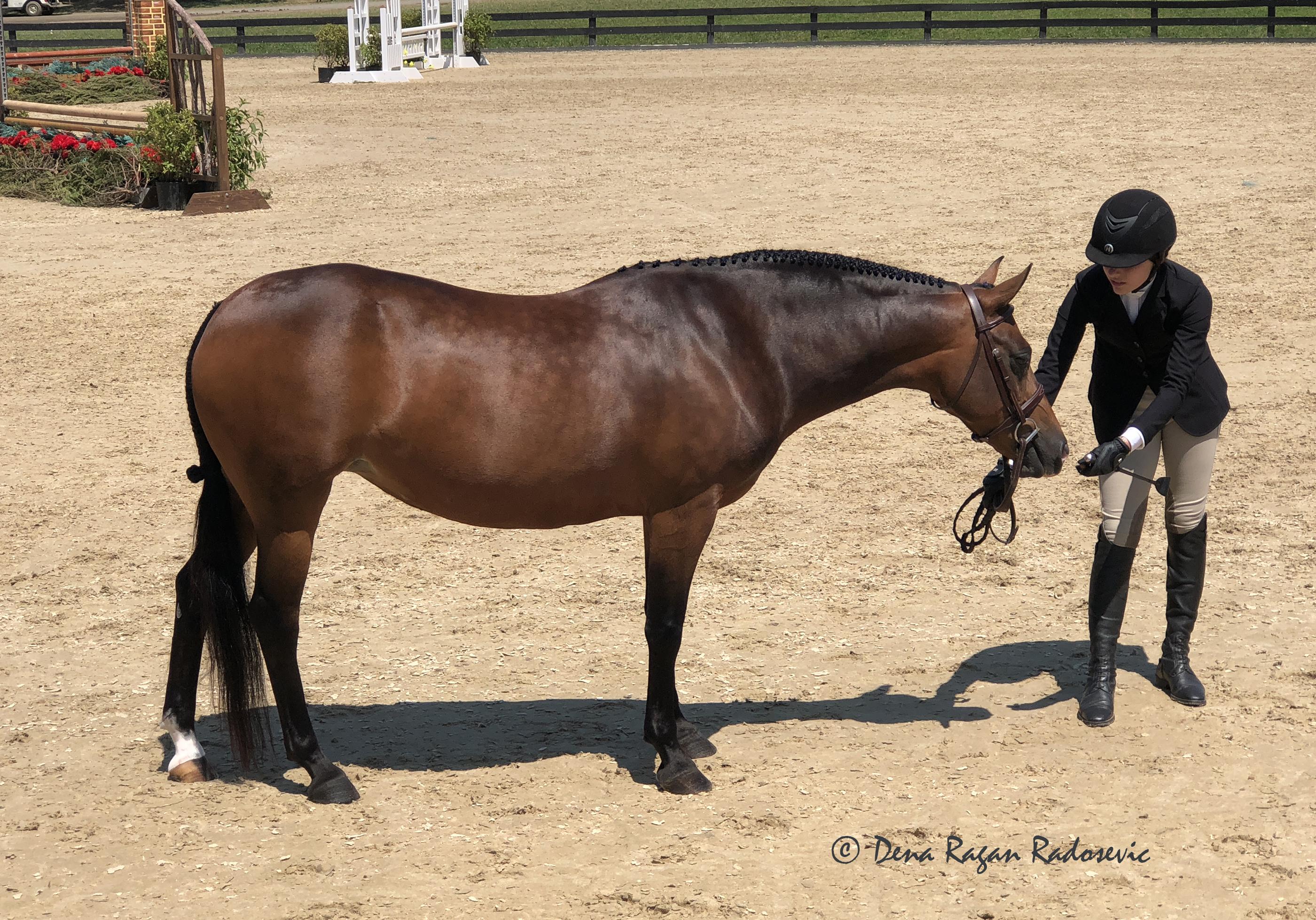 Benlea Fancy Lass Welsh Pony Hunter