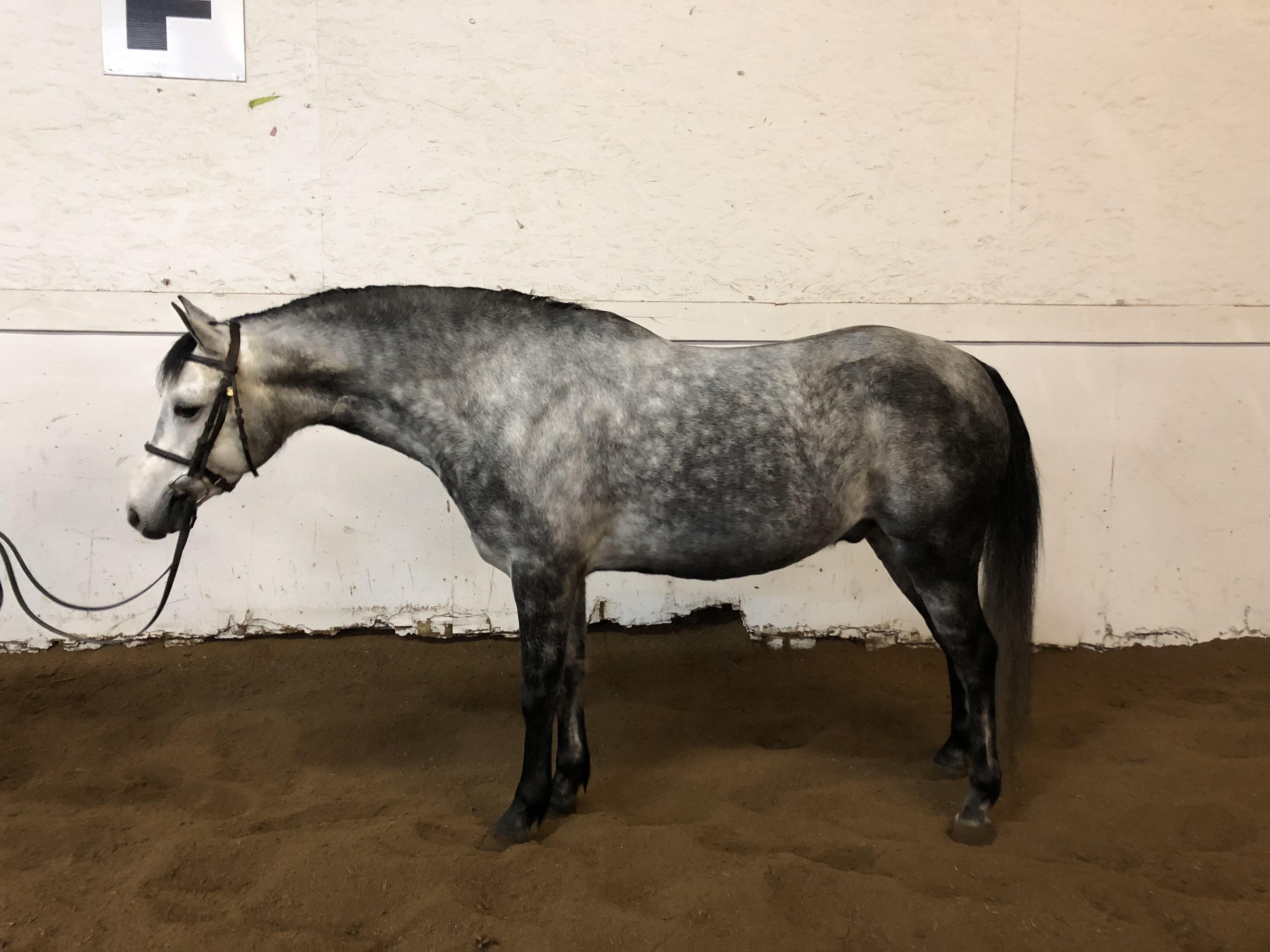 Forever Blue Welsh Pony Hunter