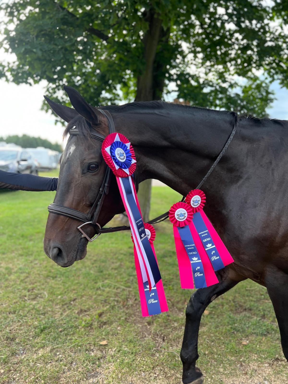 Sitadel Canadian Sport Horse Hunter