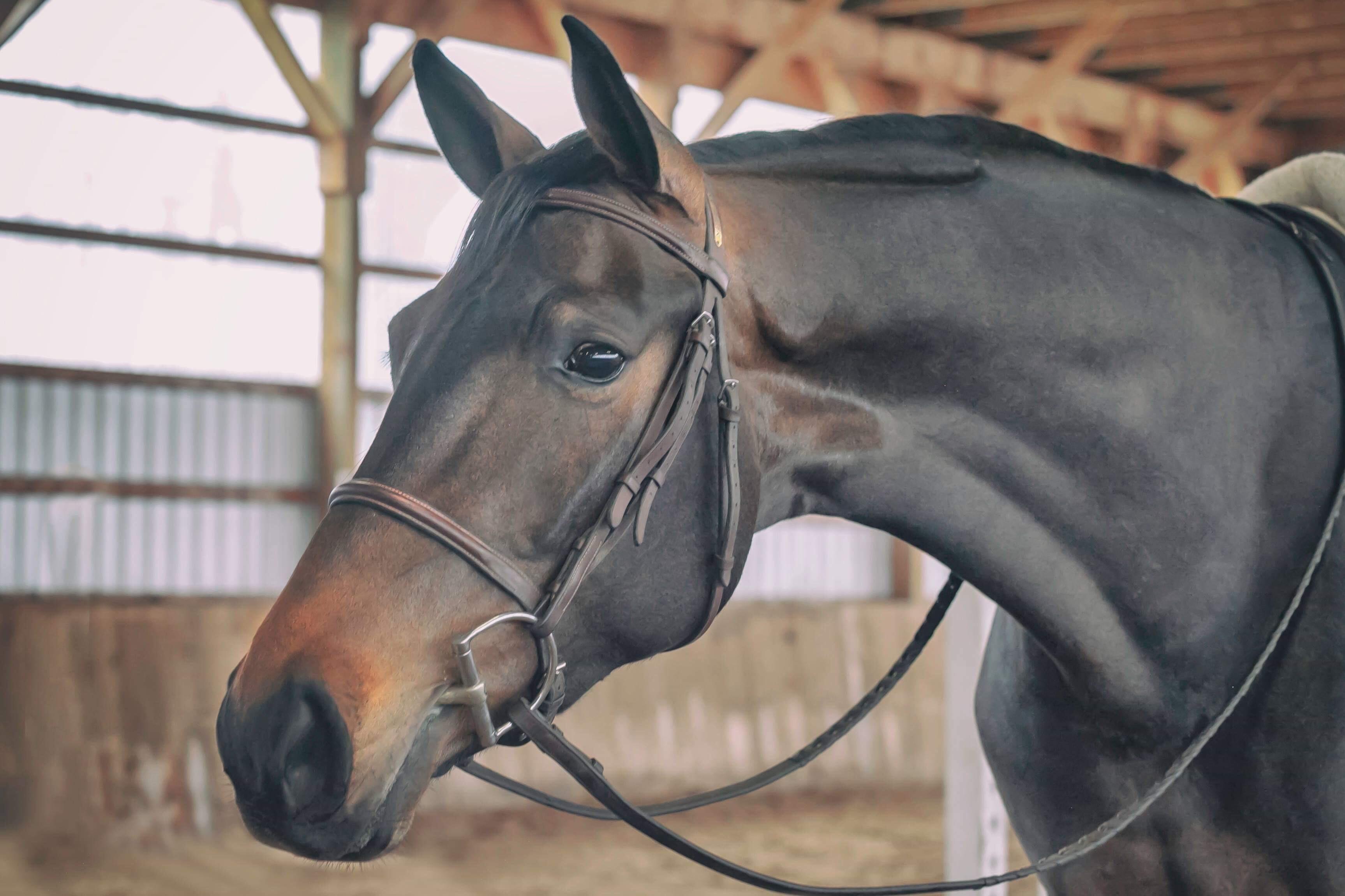 FANCY Hunter by Westporte! Hanoverian Hunter