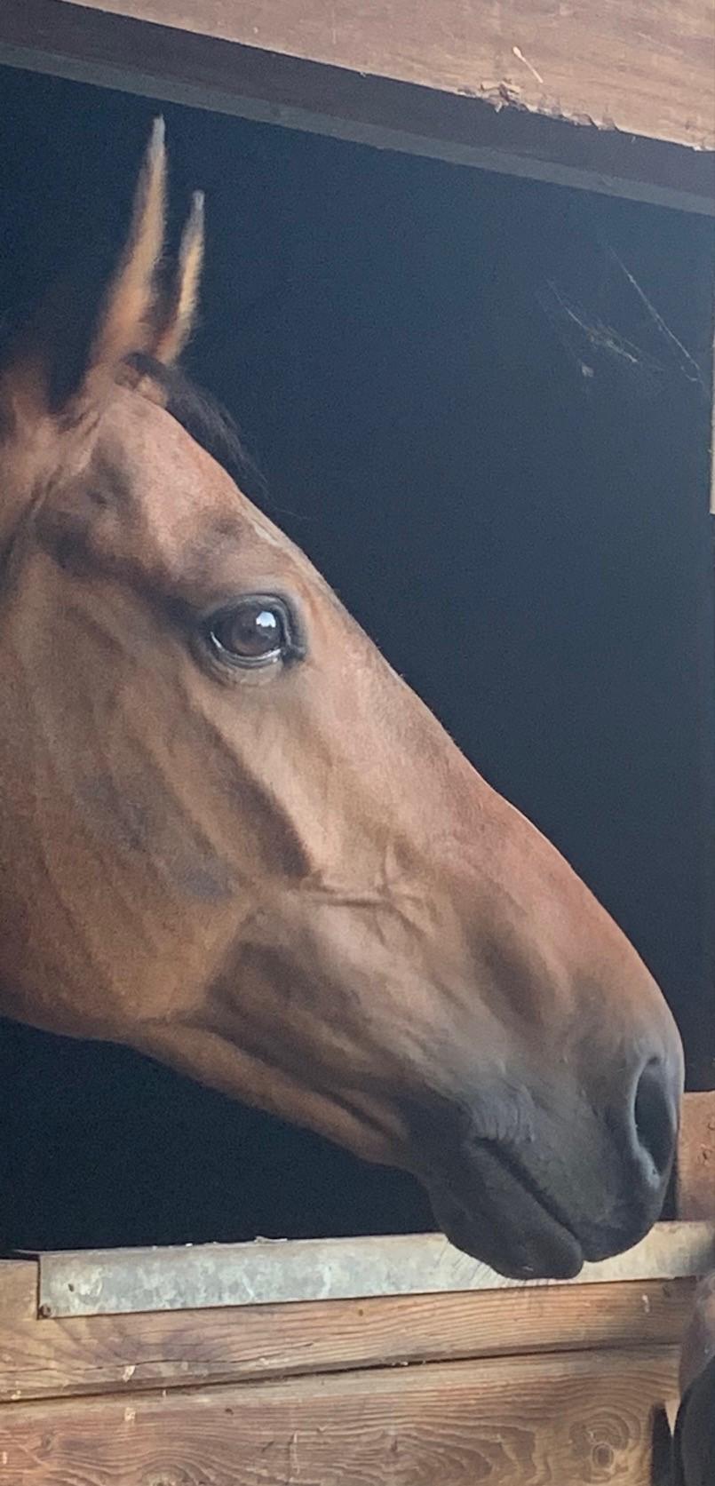 Overdrive VR Belgian Warmblood Jumper