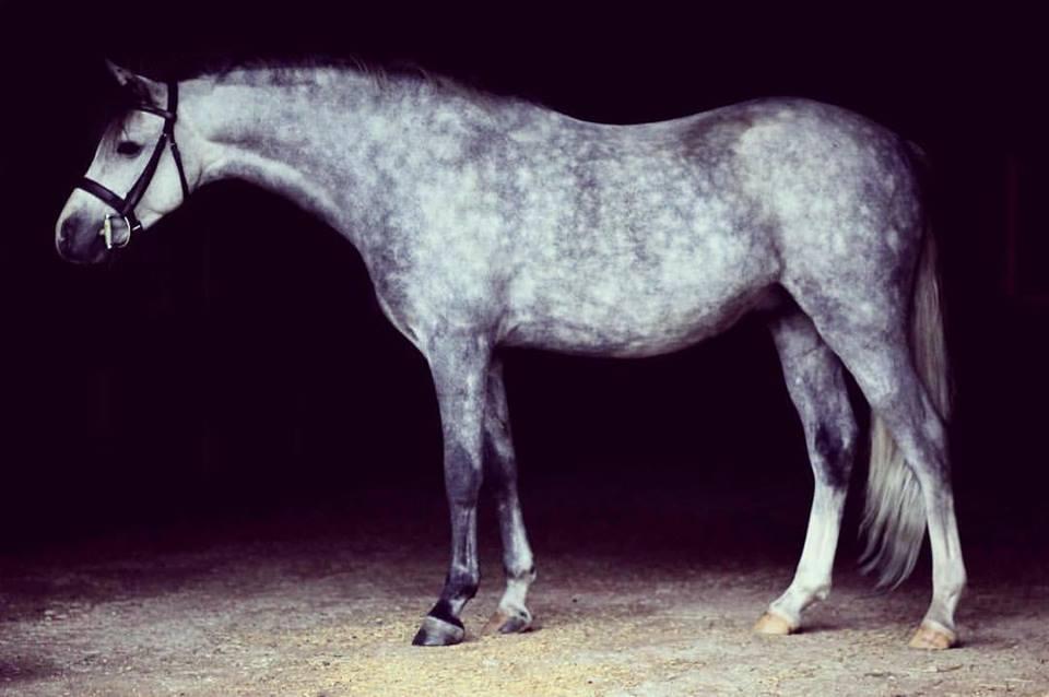 Jon Snow Other Pony Breed Hunter