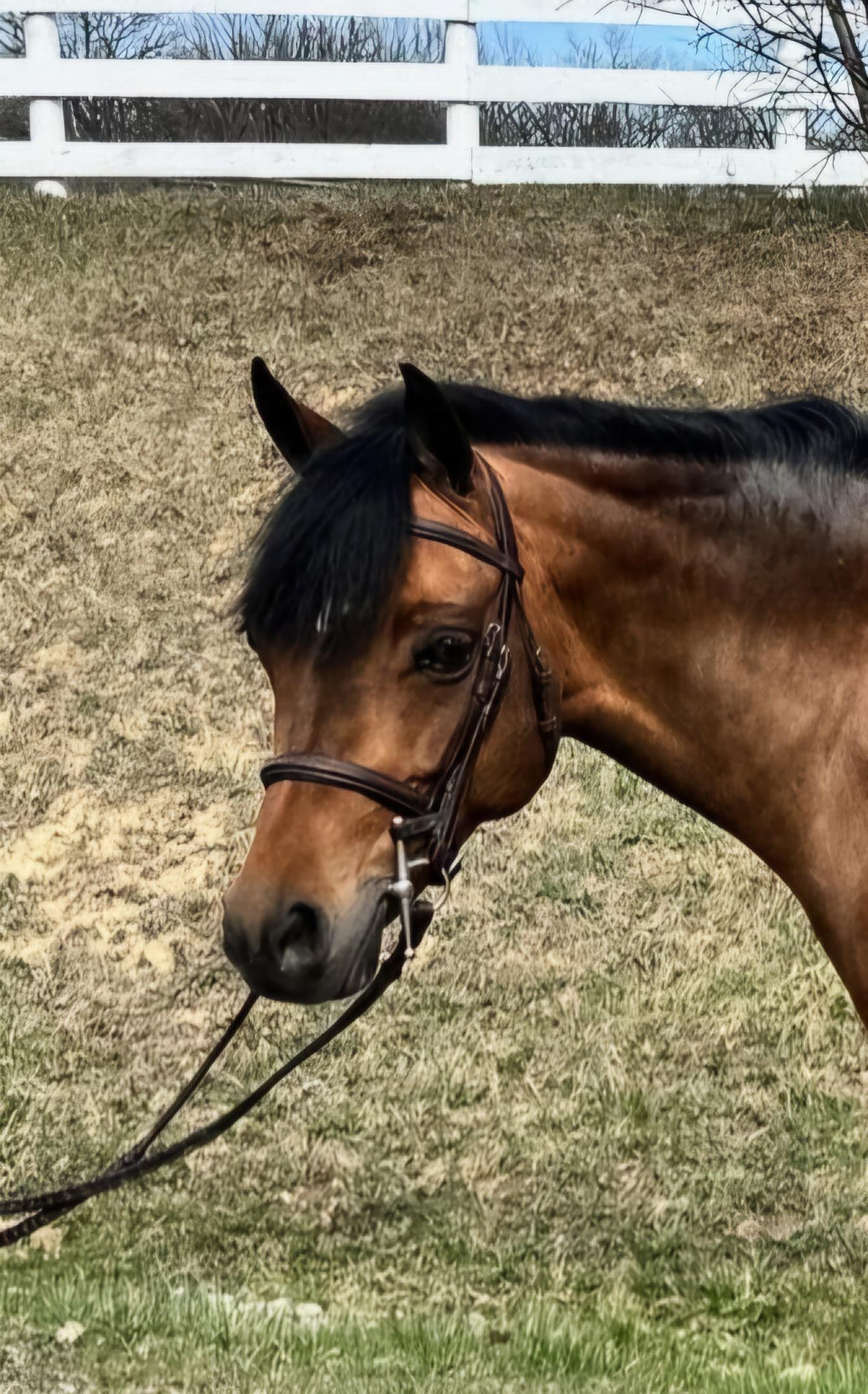 Foxmor Pinky Promise Welsh Cross