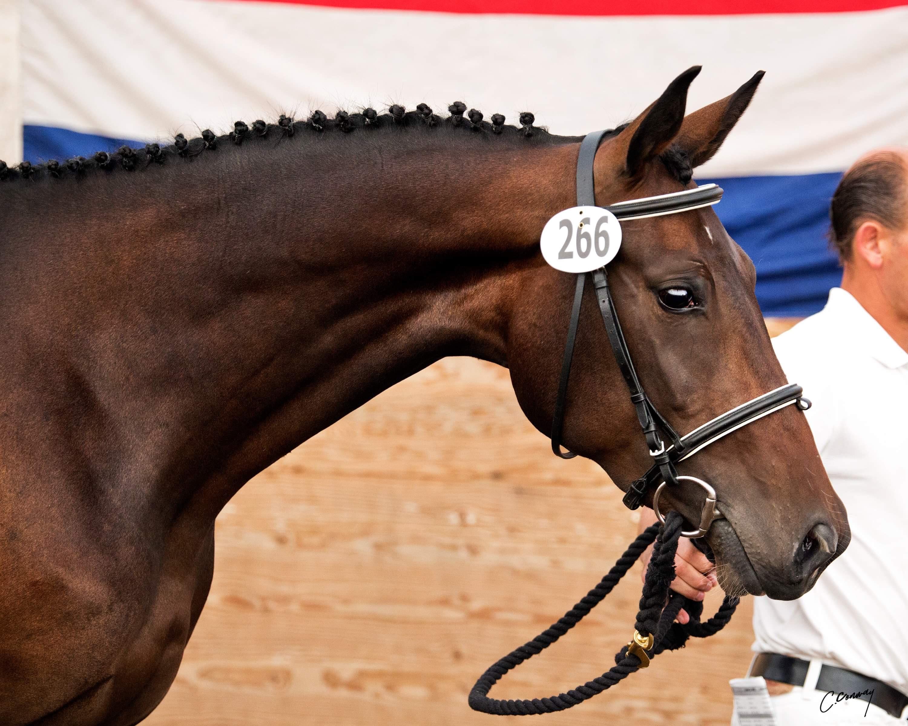 Luna Clara Dutch Warmblood Jumper