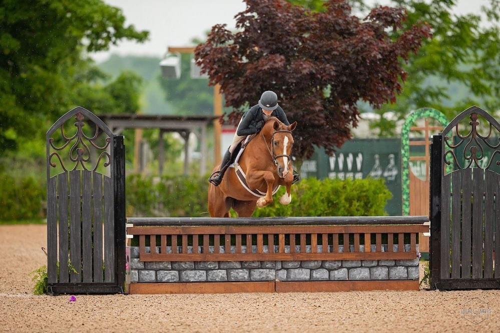 Arya Rose Warmblood